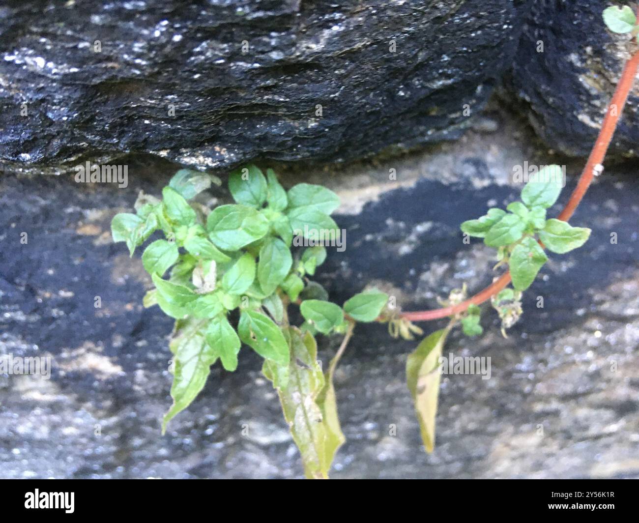 Pennsylvania pellitory (Parietaria pensylvanica) Plantae Stock Photo ...