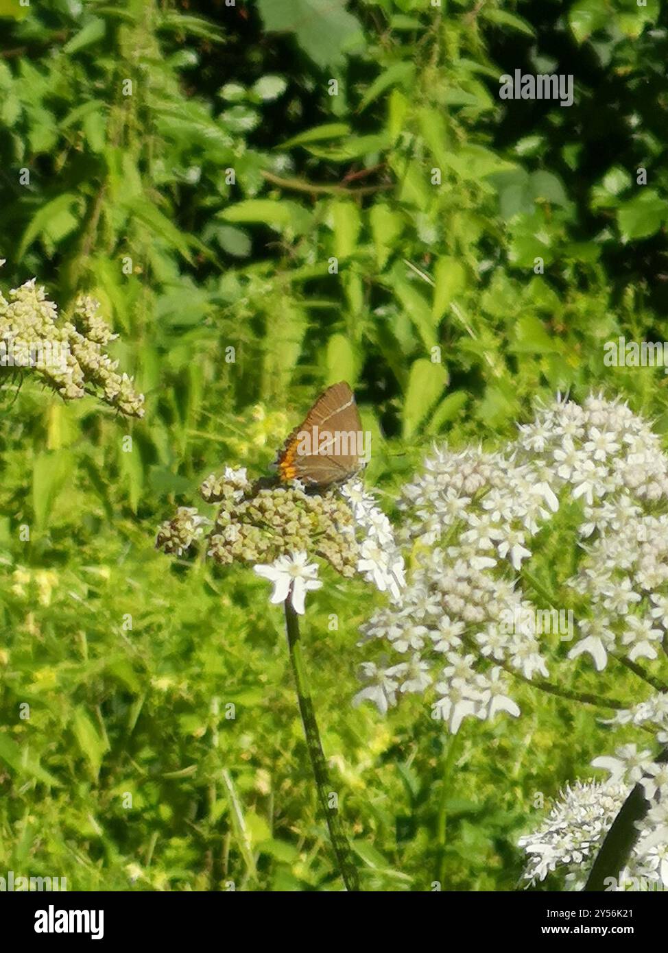 White-letter Hairstreak (Satyrium w-album) Insecta Stock Photo - Alamy