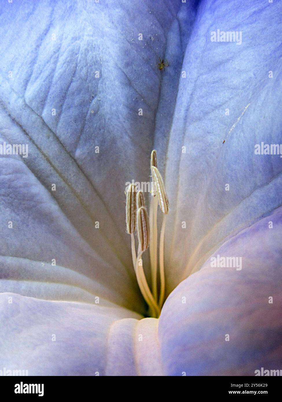 Close-up of the large, impressive flower of a Jimsonweed, Datura ...