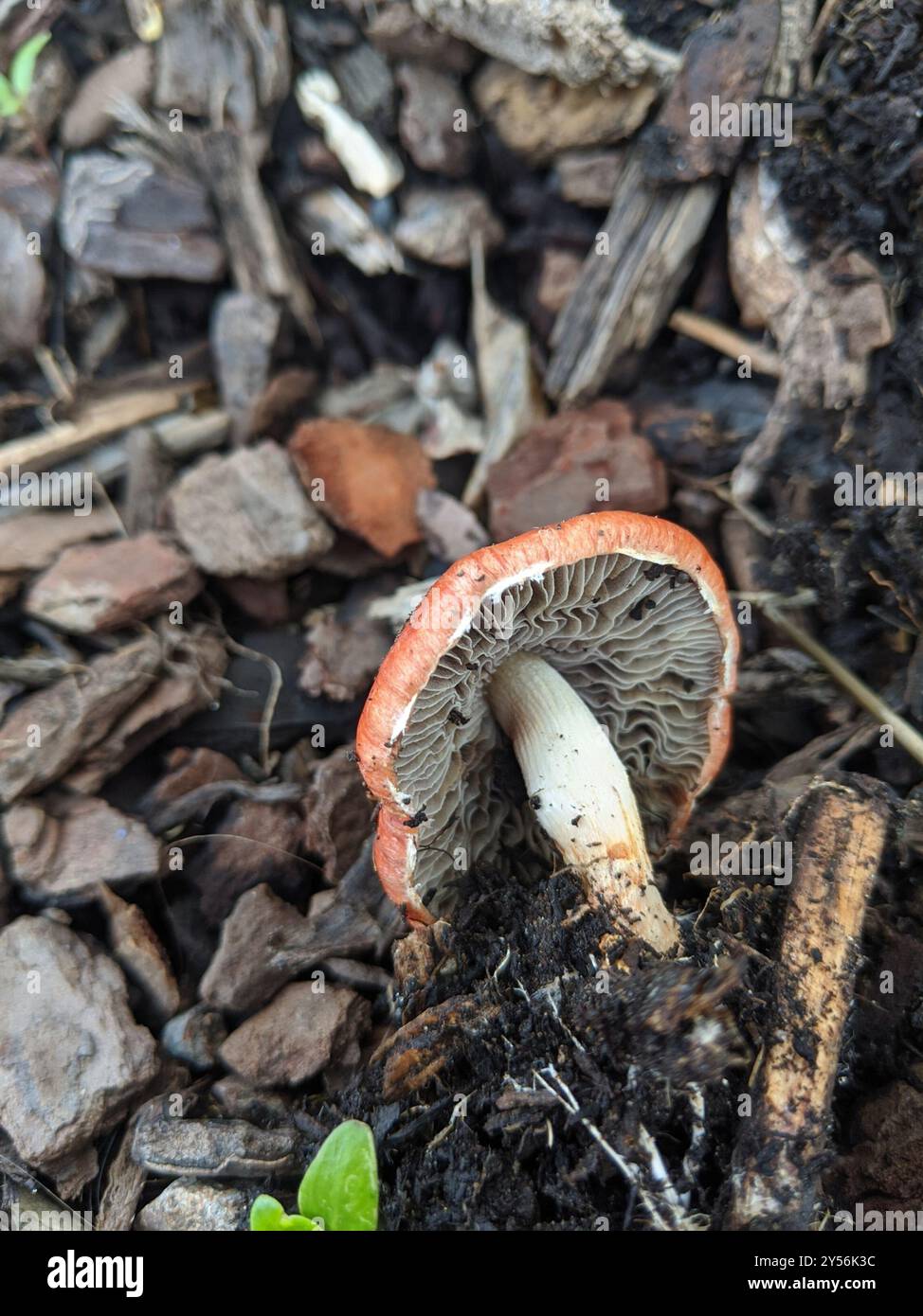 Chip Cherries (Leratiomyces ceres) Fungi Stock Photo - Alamy