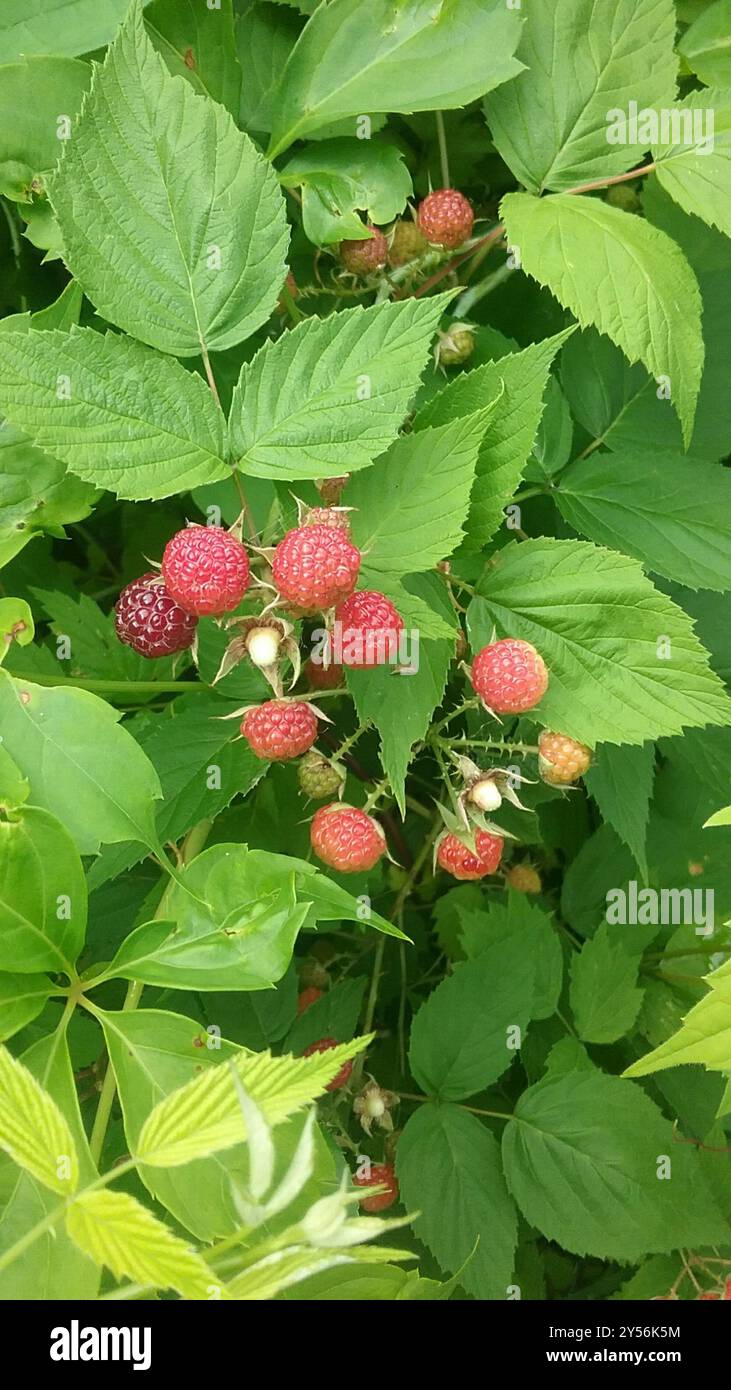 black raspberry (Rubus occidentalis) Plantae Stock Photo - Alamy