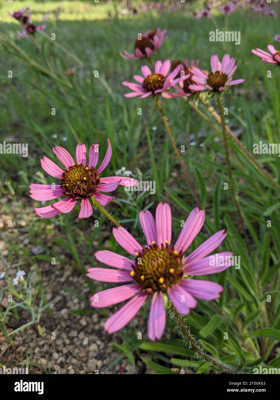 Tennessee purple coneflower (Echinacea tennesseensis) Plantae Stock ...