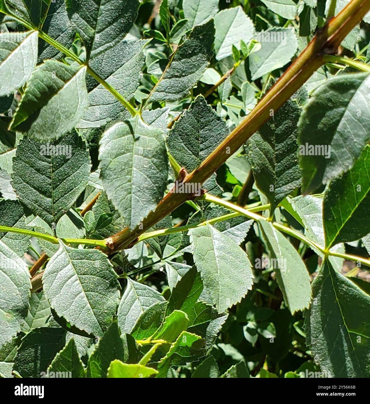 California Ash (Fraxinus dipetala) Plantae Stock Photo - Alamy