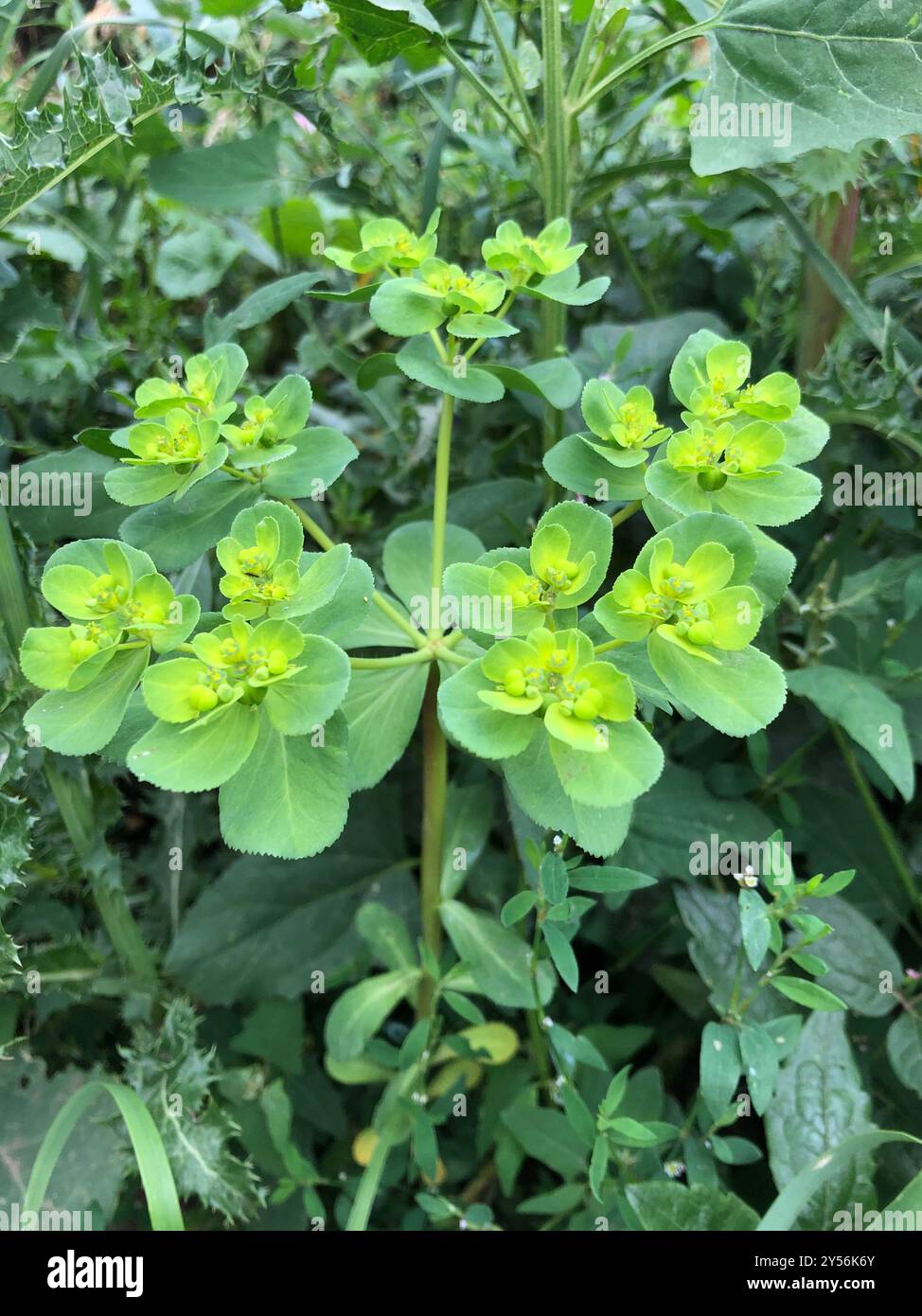 Sun spurge (Euphorbia helioscopia) Plantae Stock Photo - Alamy