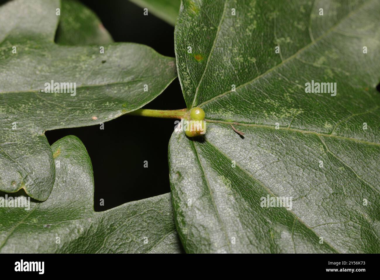 solitary maple leaf gall mite (Aceria macrochela) Arachnida Stock Photo ...