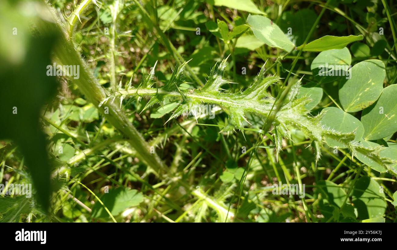 dwarf thistle (Cirsium drummondii) Plantae Stock Photo - Alamy