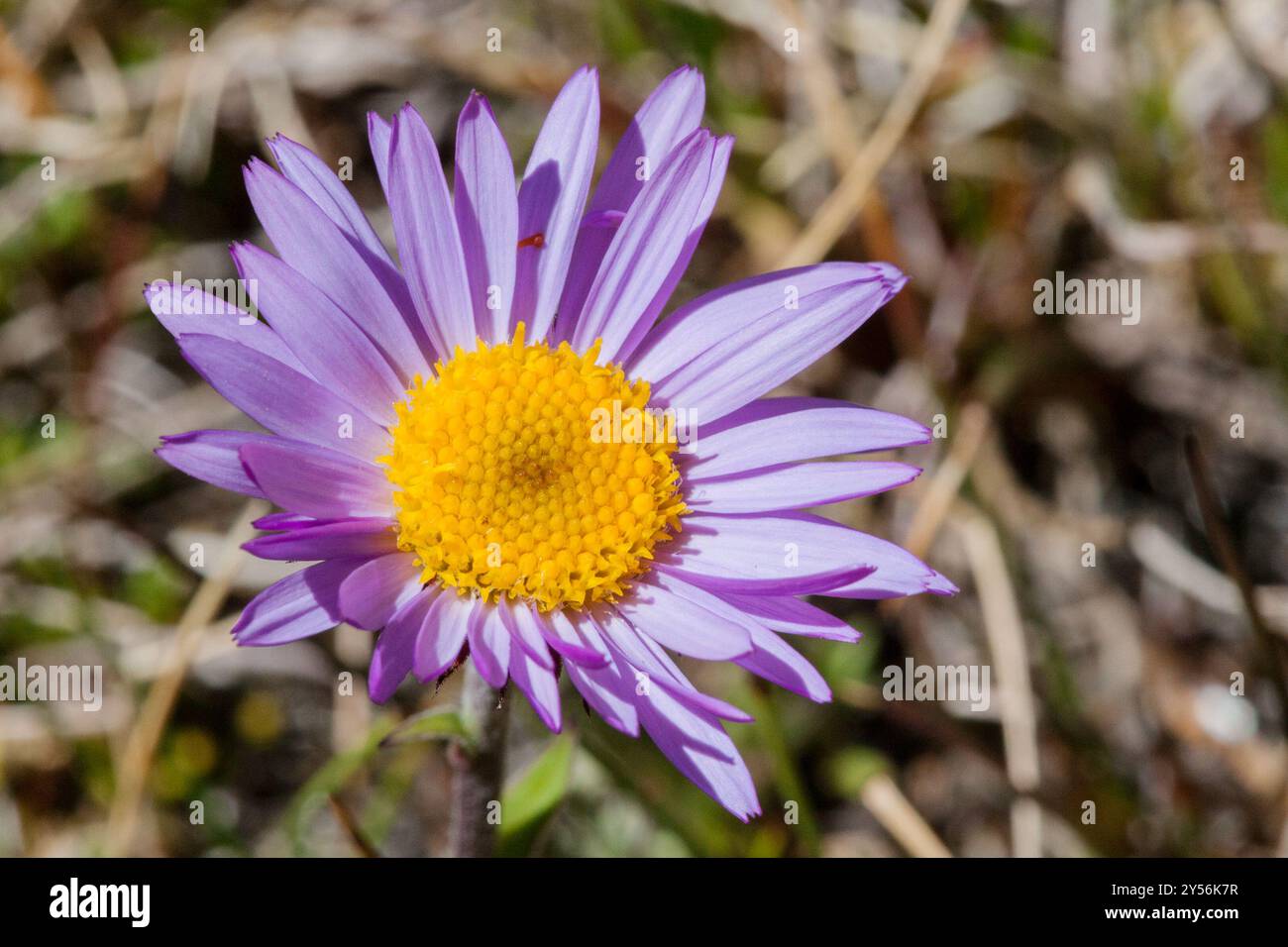 Subalpine Fleabane (Erigeron glacialis) Plantae Stock Photo - Alamy