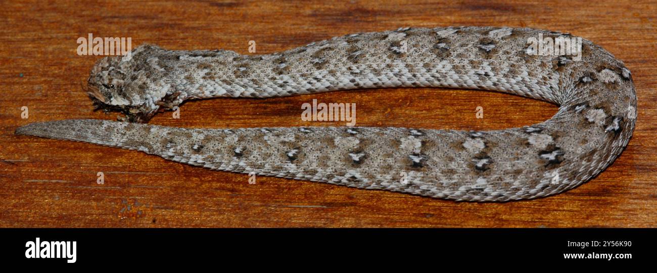 Namaqua Dwarf Adder (Bitis schneideri) Reptilia Stock Photo - Alamy