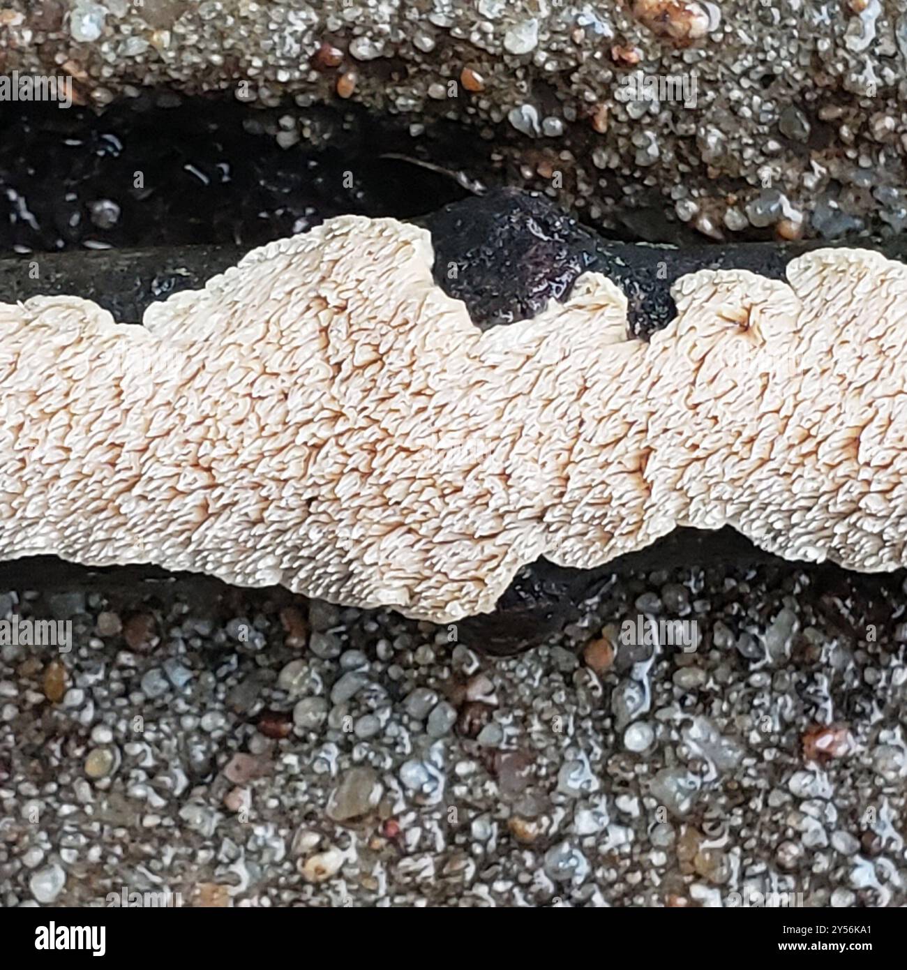 Milk-white Toothed Polypore (Irpex lacteus) Fungi Stock Photo - Alamy