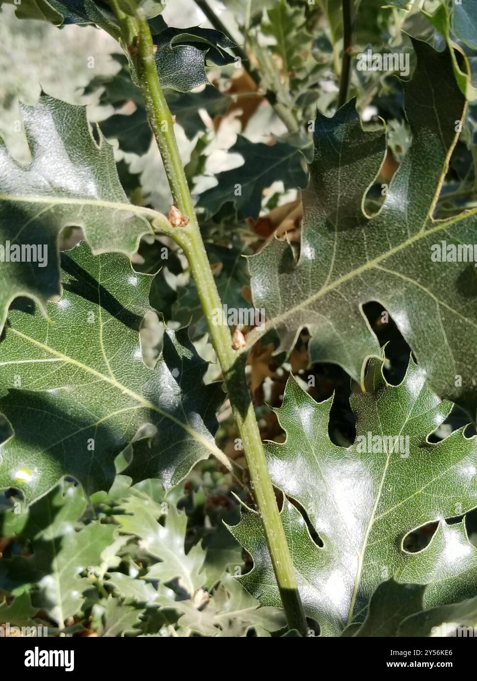 California black oak (Quercus kelloggii) Plantae Stock Photo - Alamy