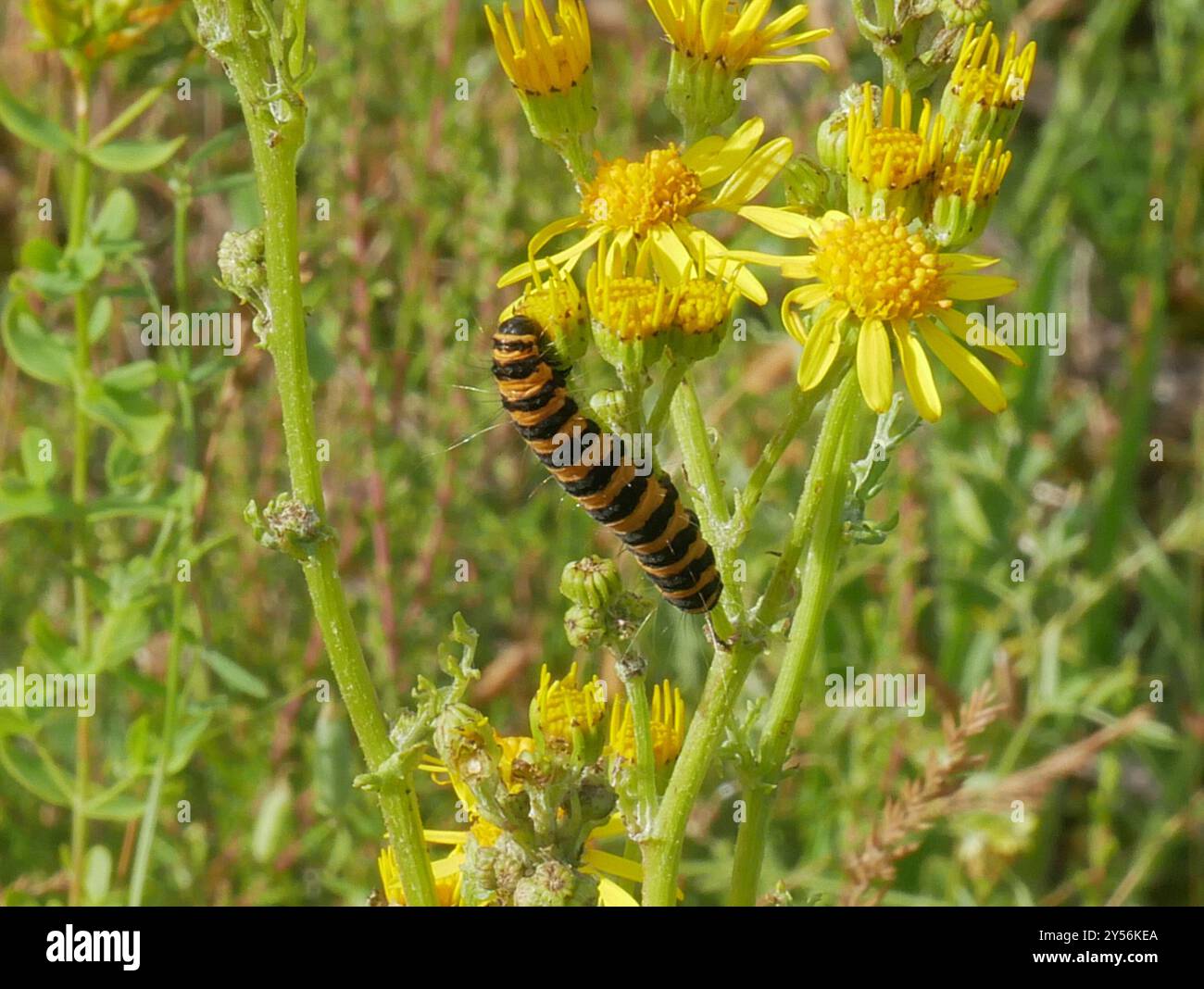 Cinnabar moth (Tyria jacobaeae) Insecta Stock Photo - Alamy
