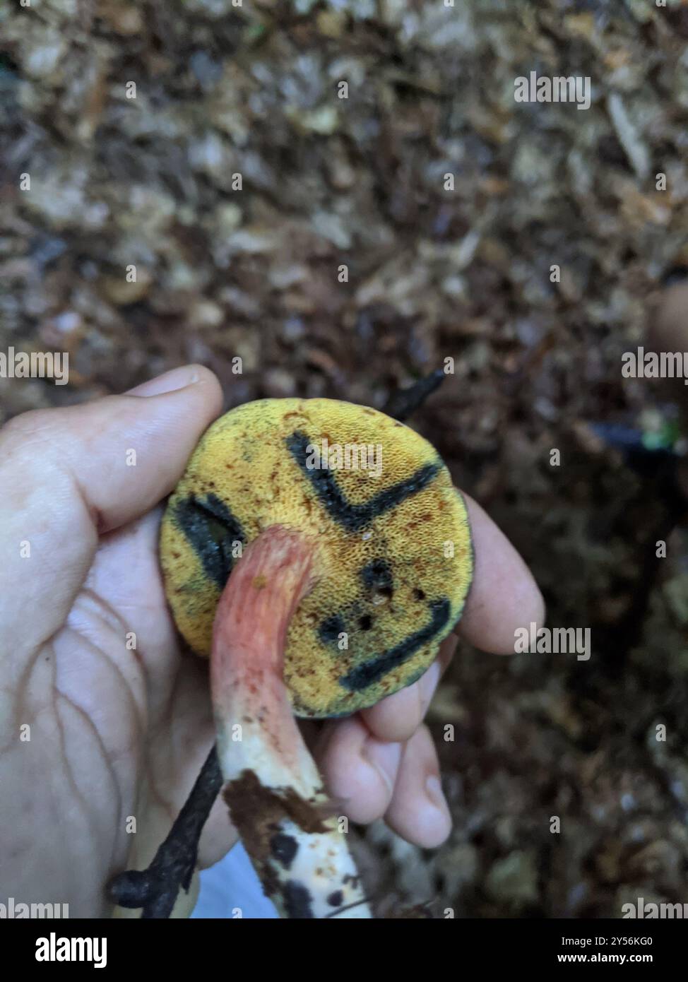 two-colored bolete (Baorangia bicolor) Fungi Stock Photo - Alamy