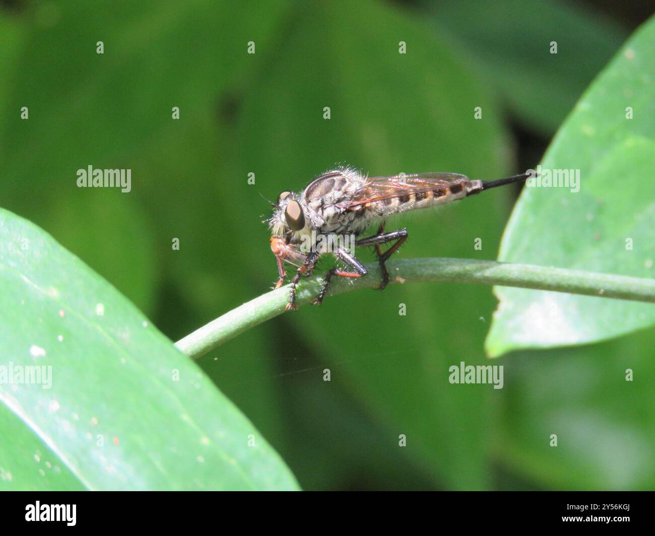 Hammertails (Efferia) Insecta Stock Photo - Alamy