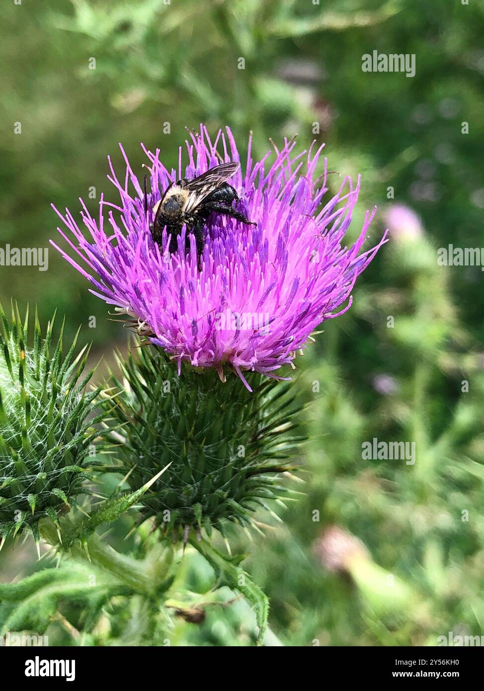 Eastern Thistle Longhorn Bee (Melissodes desponsus) Insecta Stock Photo ...