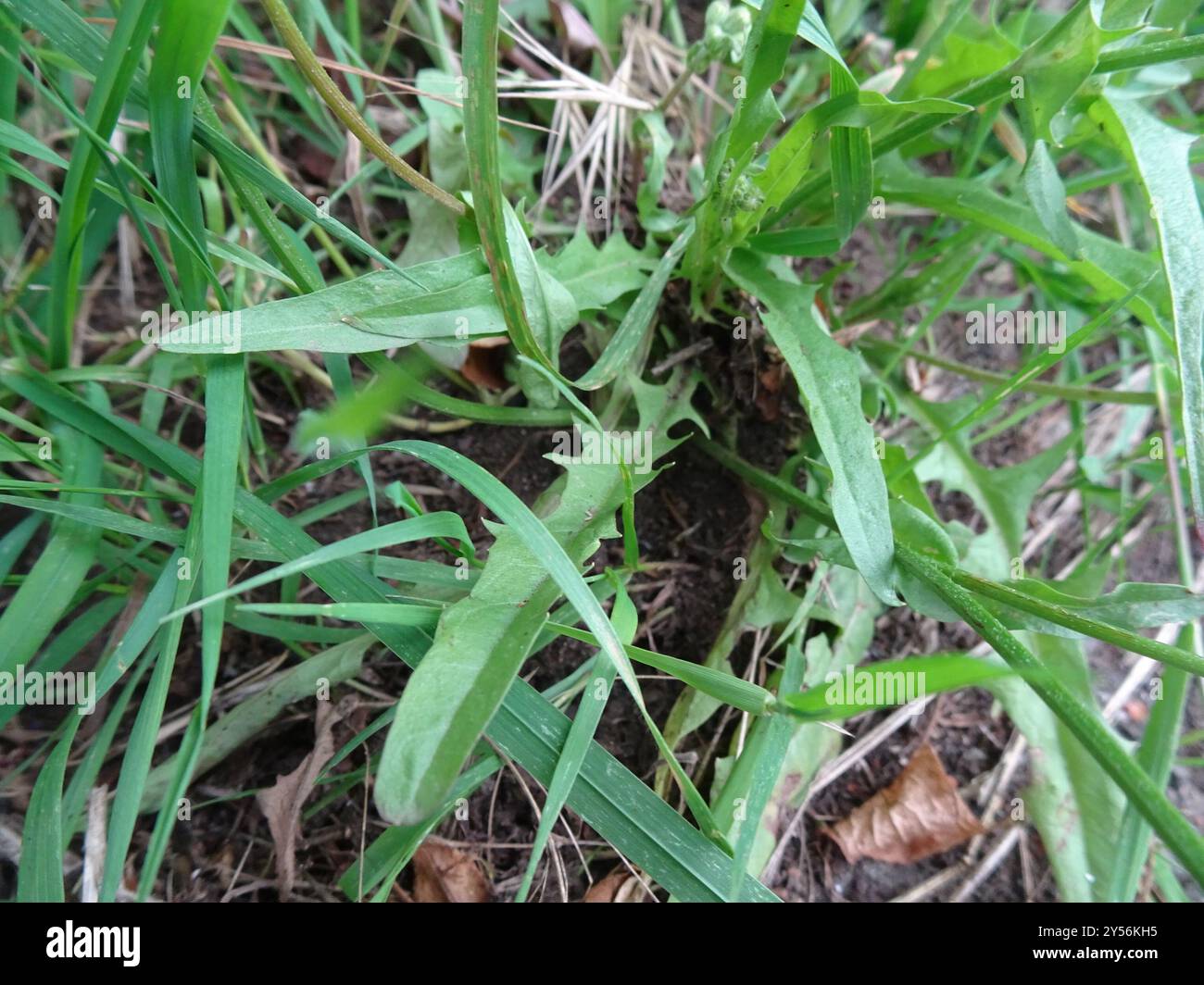Smooth hawksbeard (Crepis capillaris) Plantae Stock Photo - Alamy