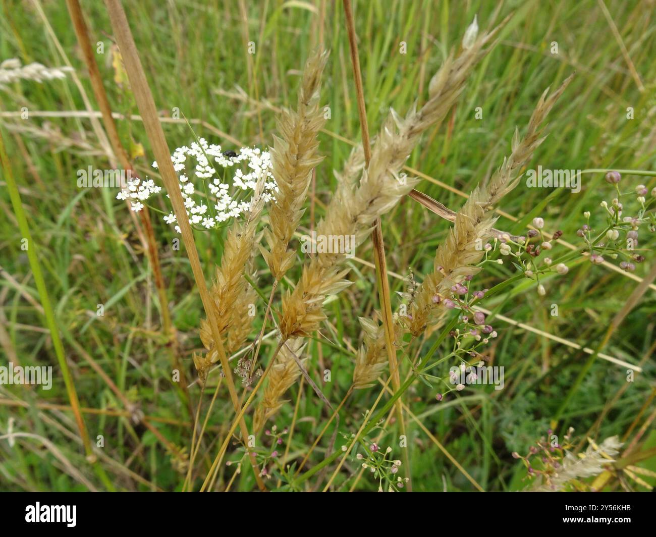 sweet vernal grass (Anthoxanthum odoratum) Plantae Stock Photo - Alamy