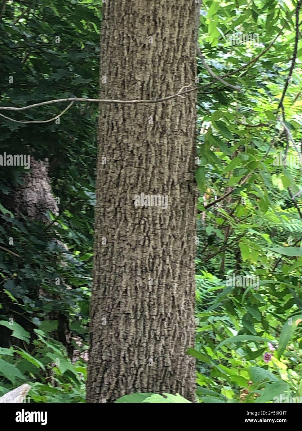 walnut family (Juglandaceae) Plantae Stock Photo - Alamy
