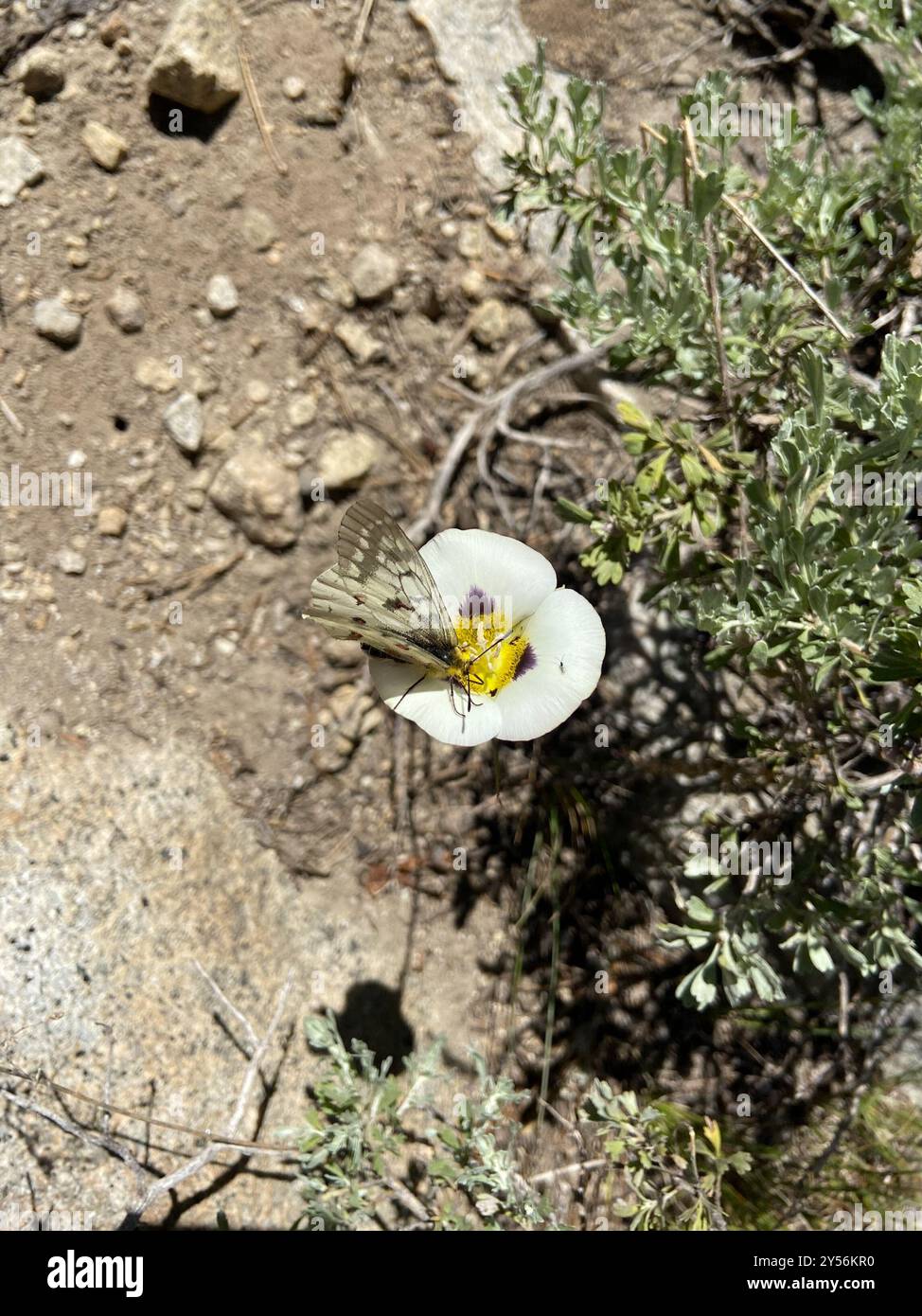 Clodius Parnassian (Parnassius clodius) Insecta Stock Photo - Alamy