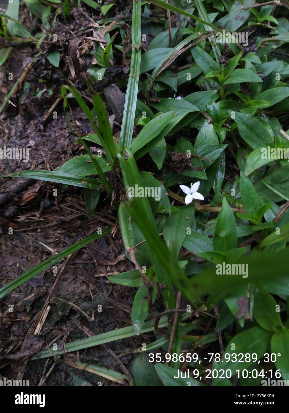 buttonweed (Diodia virginiana) Plantae Stock Photo - Alamy
