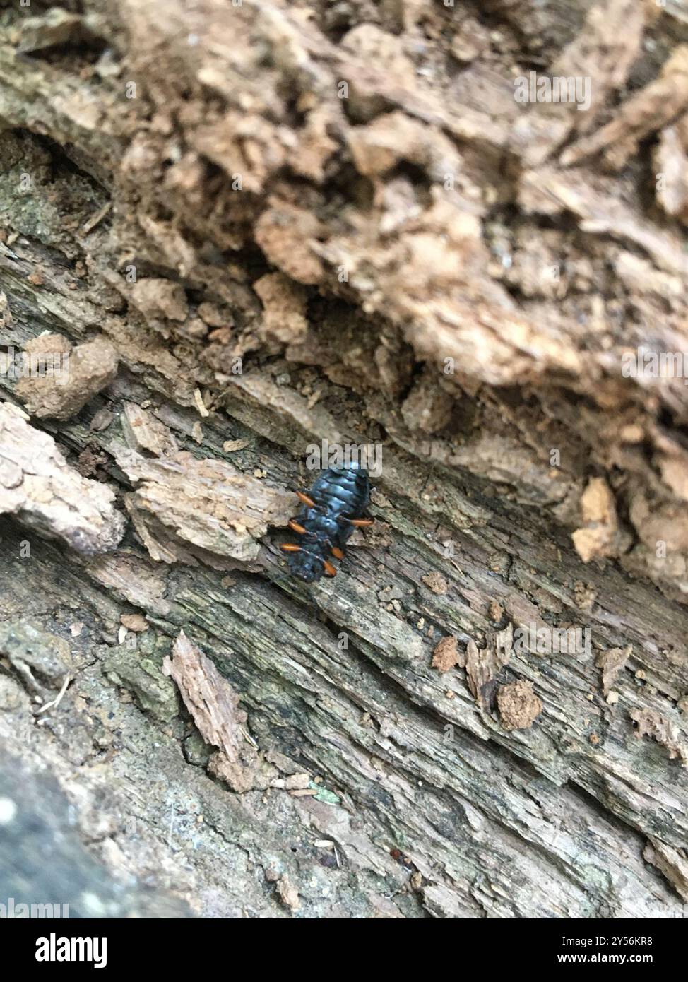 (Haplandrus fulvipes) Insecta Stock Photo - Alamy