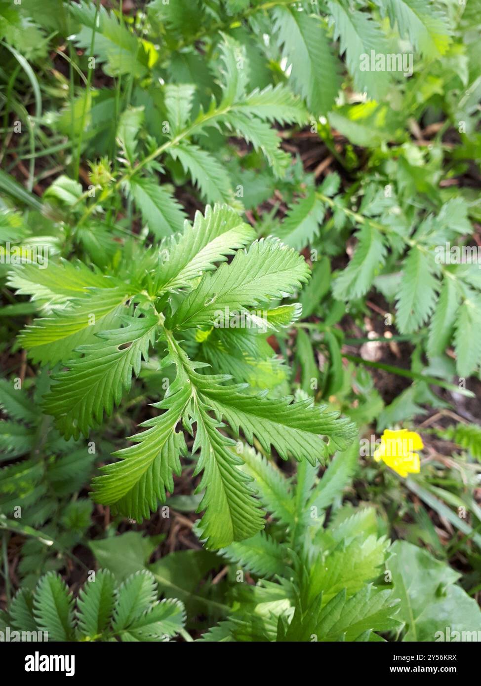 common silverweed (Argentina anserina) Plantae Stock Photo - Alamy