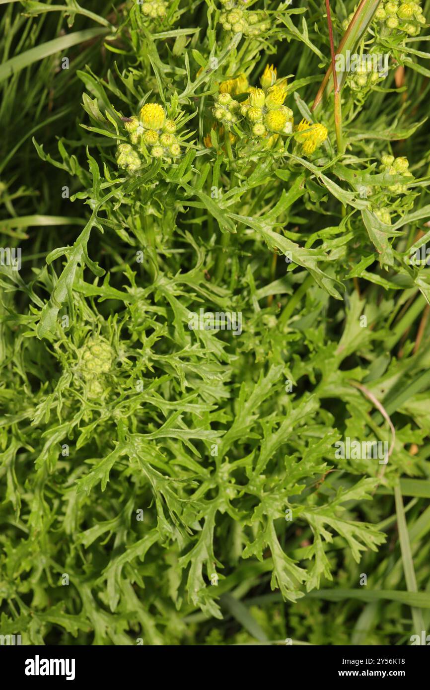 Hoary Ragwort (Jacobaea erucifolia) Plantae Stock Photo - Alamy