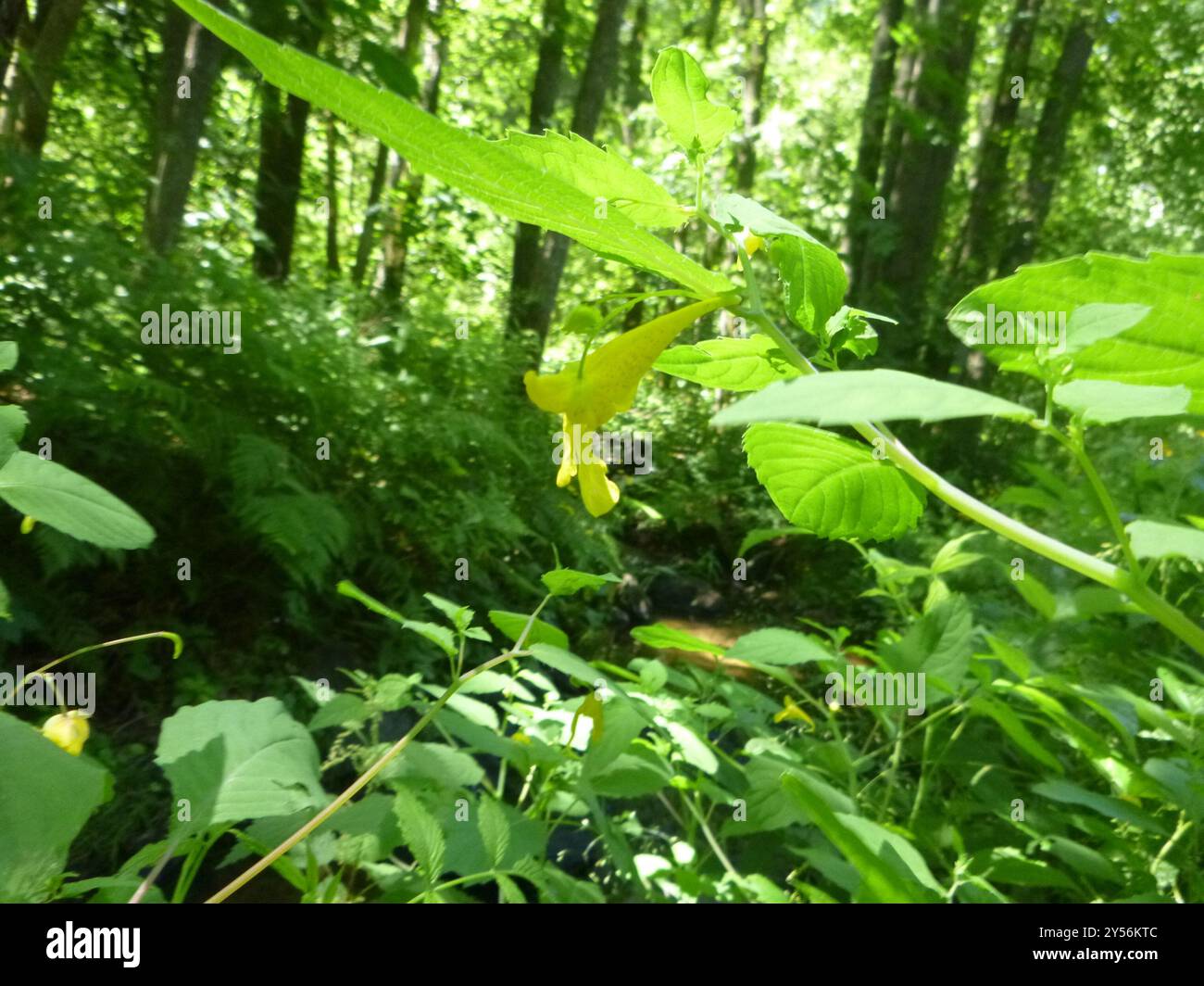 Touch-me-not Balsam (Impatiens noli-tangere) Plantae Stock Photo - Alamy