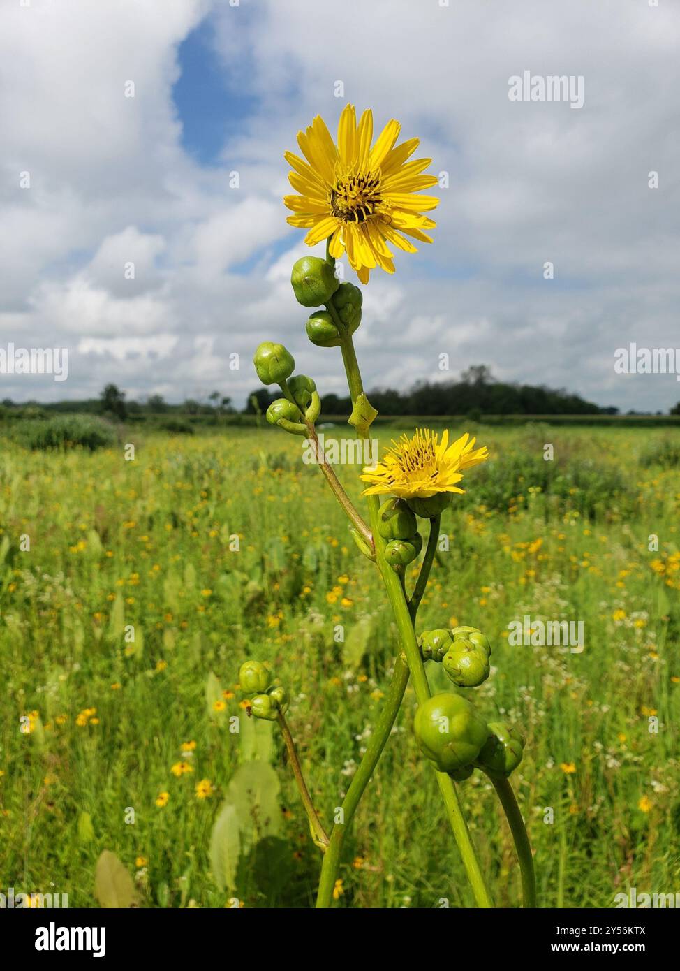 prairie dock (Silphium terebinthinaceum) Plantae Stock Photo - Alamy