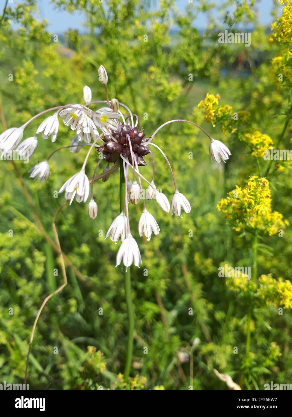 field garlic (Allium oleraceum) Plantae Stock Photo - Alamy