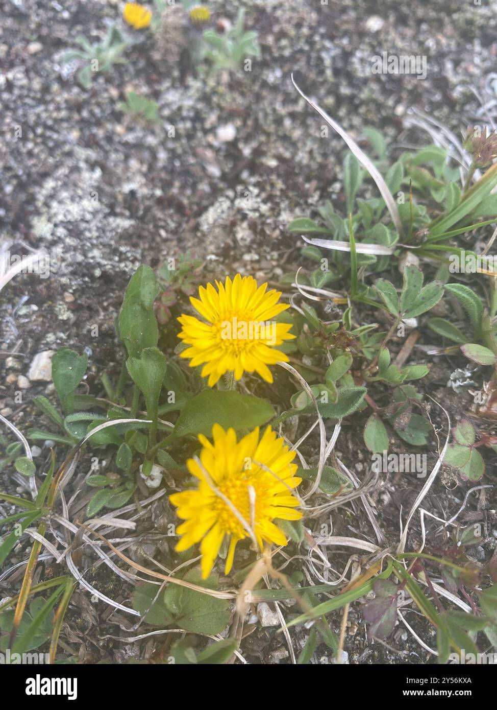 Alpine Yellow Fleabane (Erigeron aureus) Plantae Stock Photo - Alamy