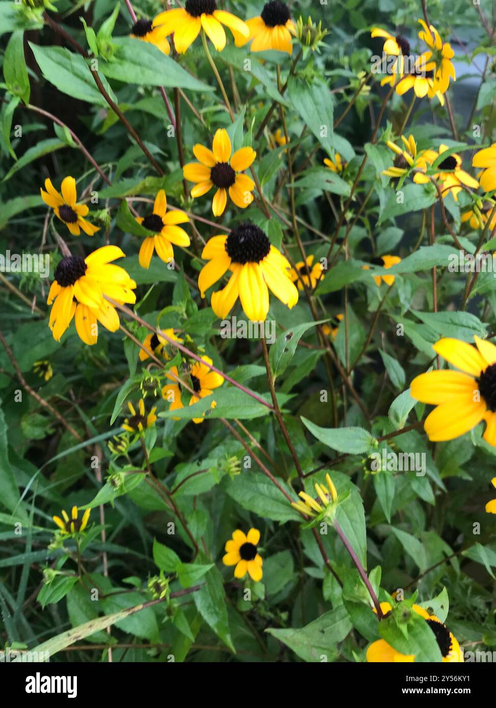 brown-eyed Susan (Rudbeckia triloba) Plantae Stock Photo - Alamy