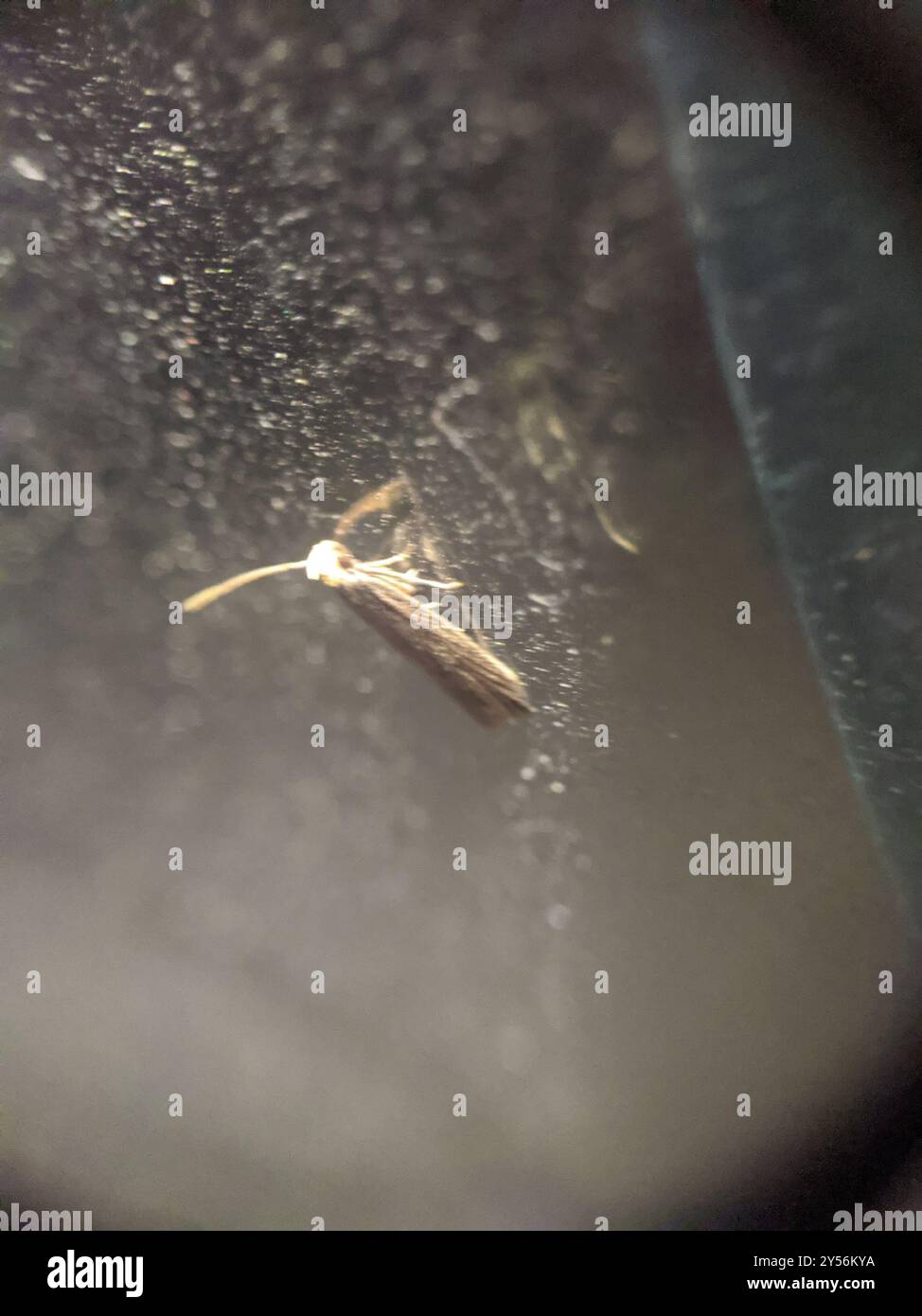 Curved-horn Moths (Gelechioidea) Insecta Stock Photo - Alamy