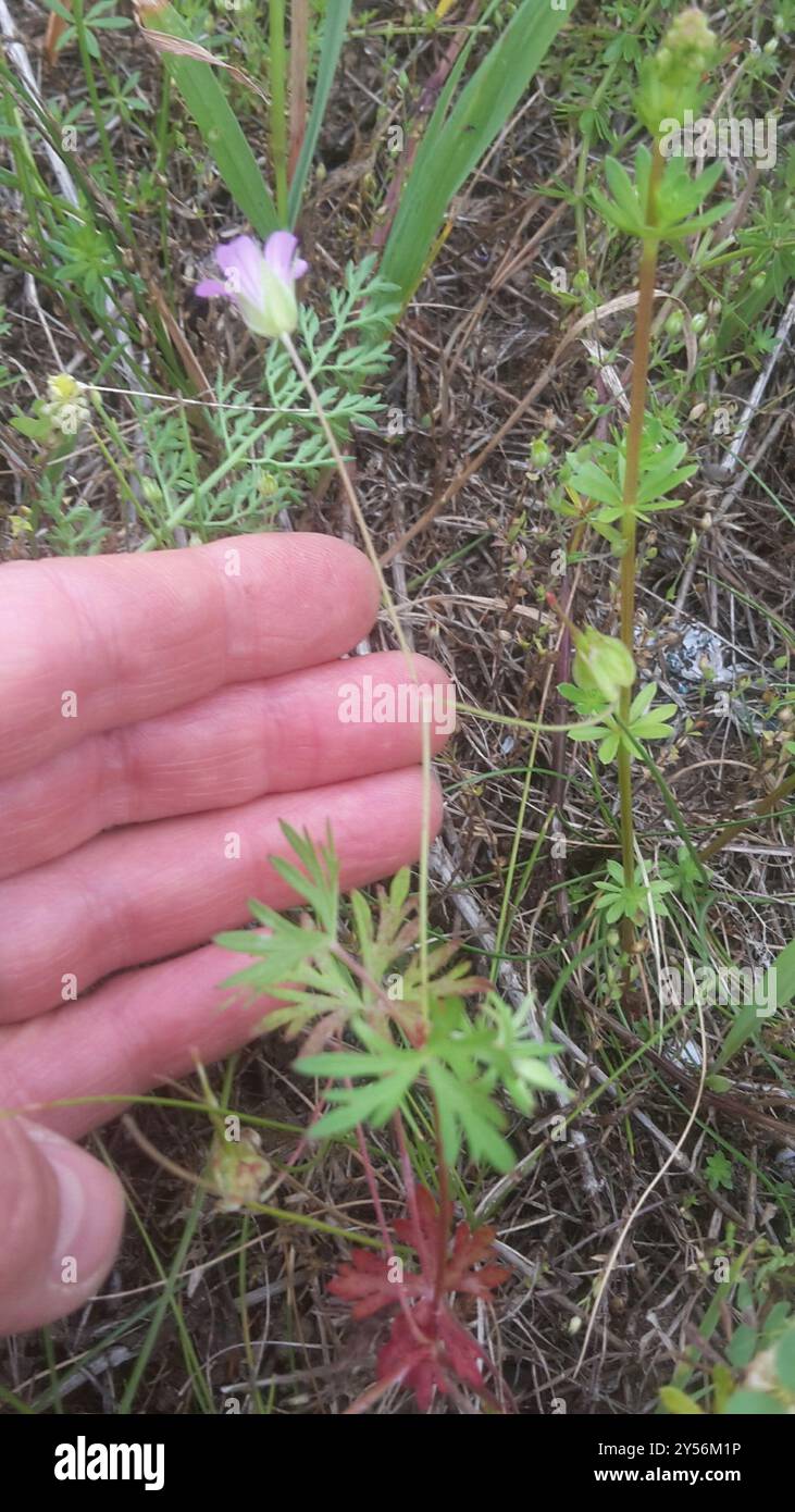 Long-stalked Crane's-bill (Geranium columbinum) Plantae Stock Photo - Alamy