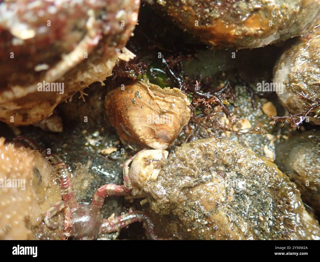 Northwest Ugly Clam (Entodesma navicula) Mollusca Stock Photo - Alamy