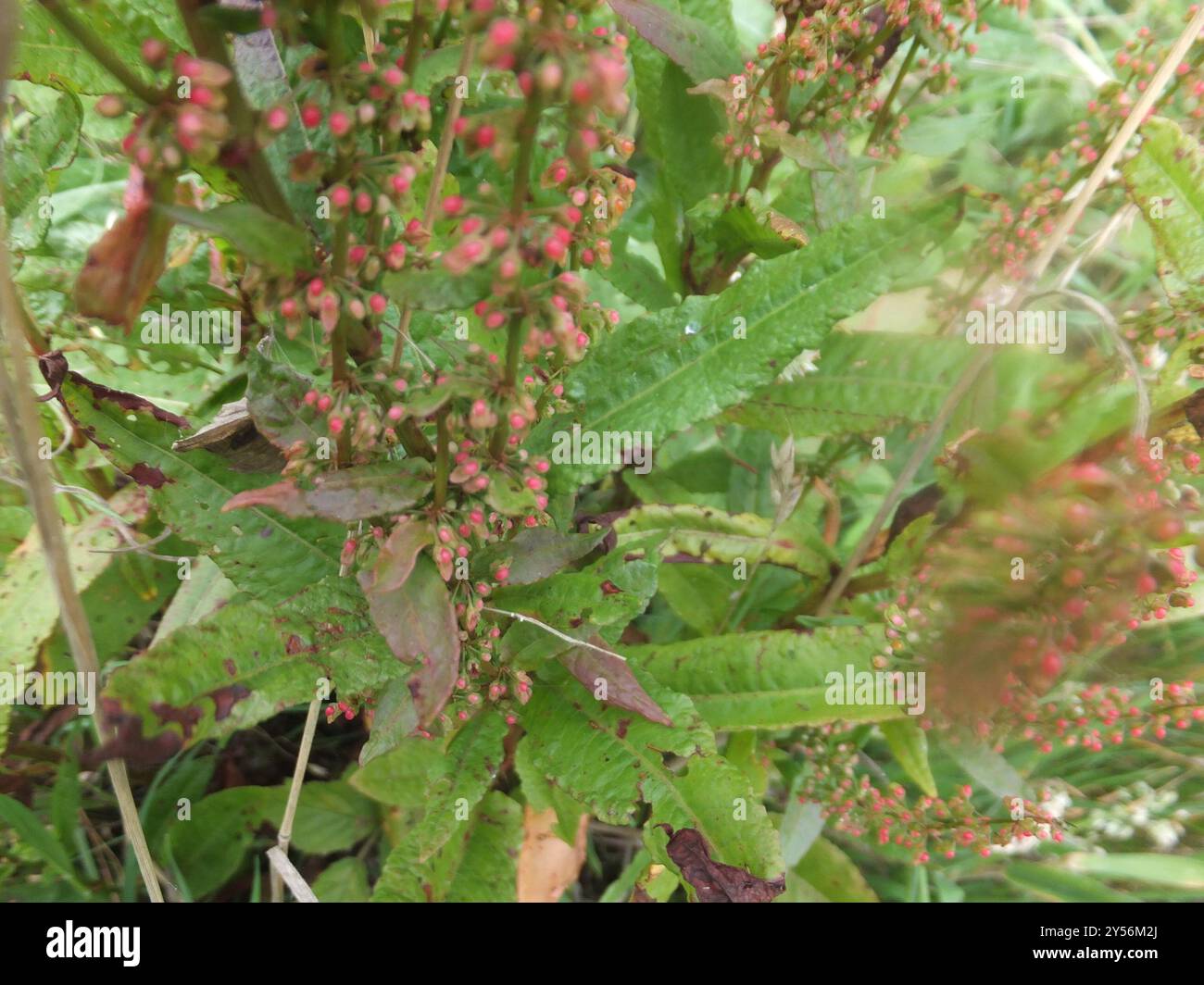 Common Sorrel (Rumex acetosa) Plantae Stock Photo - Alamy