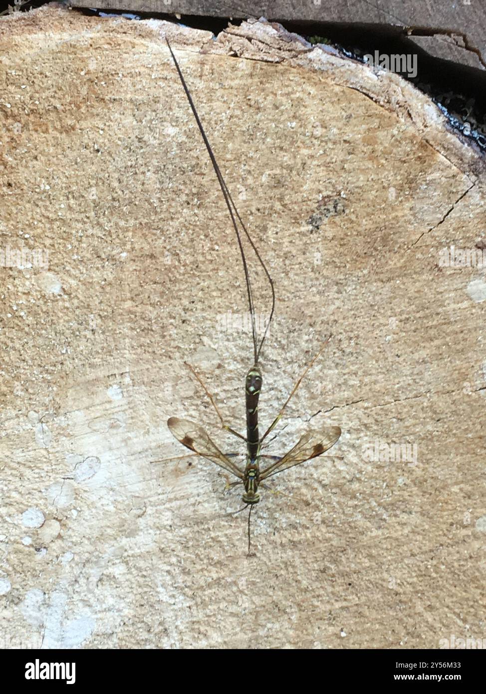 Long-tailed Giant Ichneumonid Wasp (Megarhyssa macrurus) Insecta Stock ...