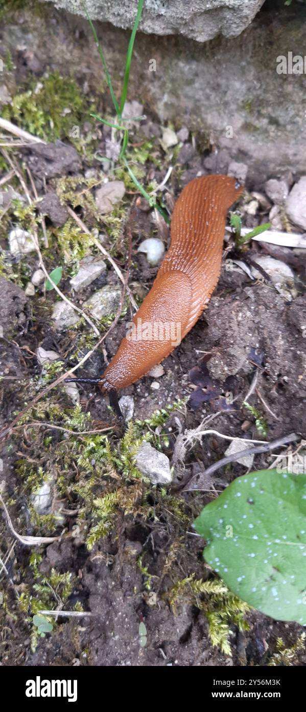 Spanish Slug (Arion vulgaris) Mollusca Stock Photo - Alamy