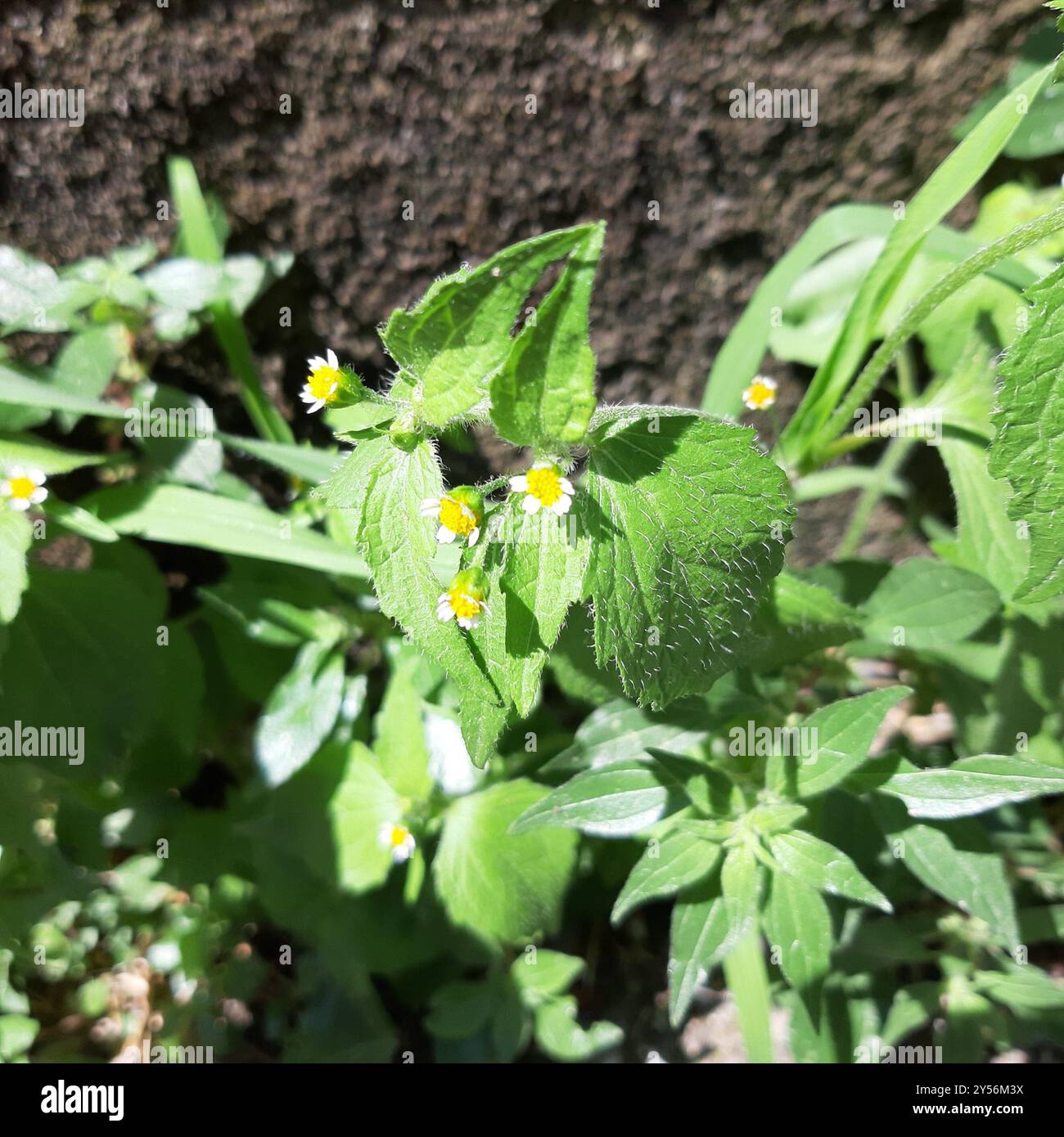 shaggy soldier (Galinsoga quadriradiata) Plantae Stock Photo - Alamy