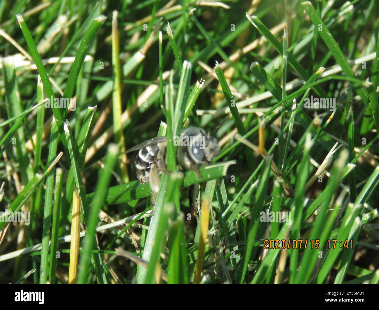 Urbane Digger Bee (Anthophora urbana) Insecta Stock Photo - Alamy