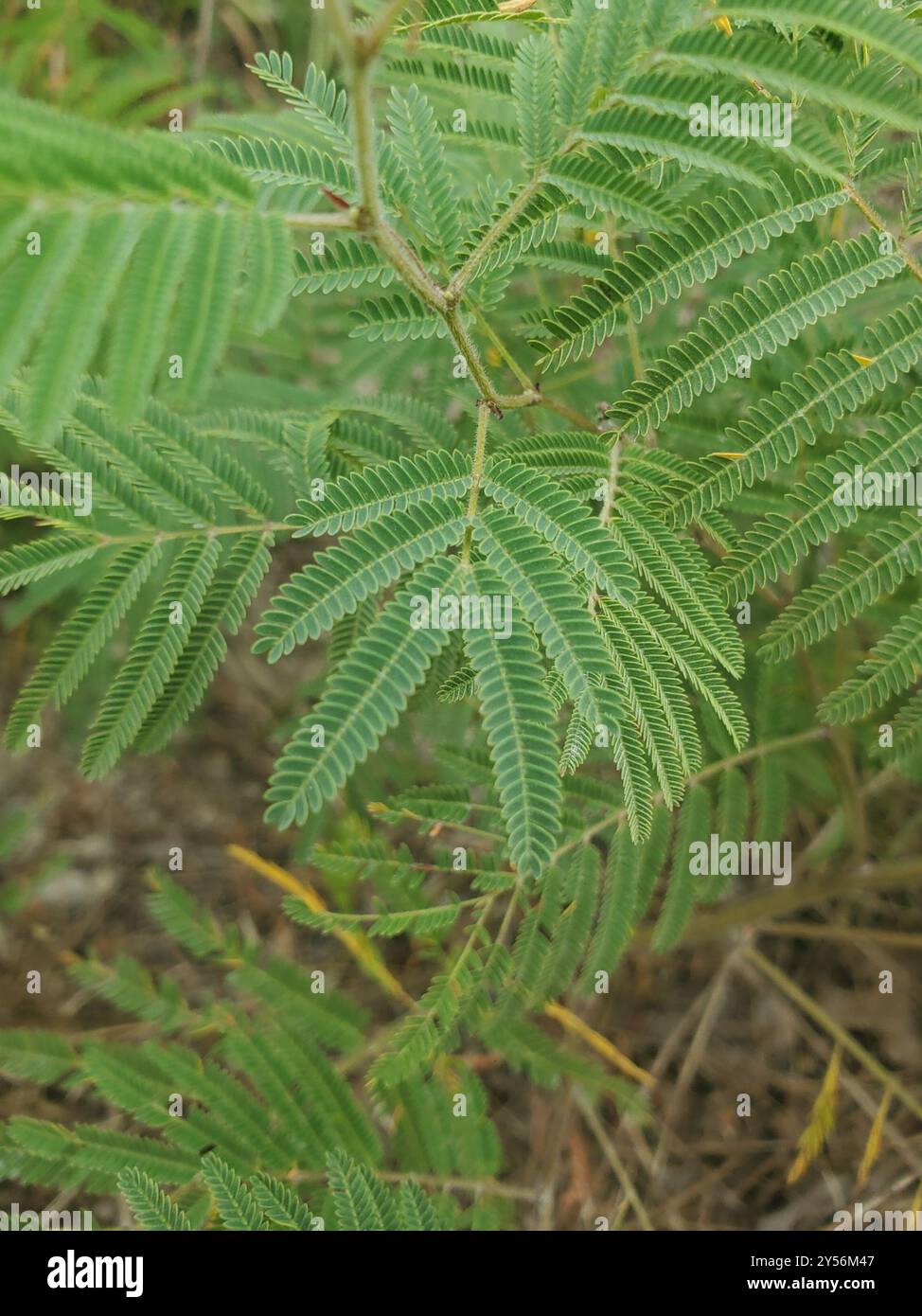 prairie acacia (Acaciella angustissima) Plantae Stock Photo - Alamy