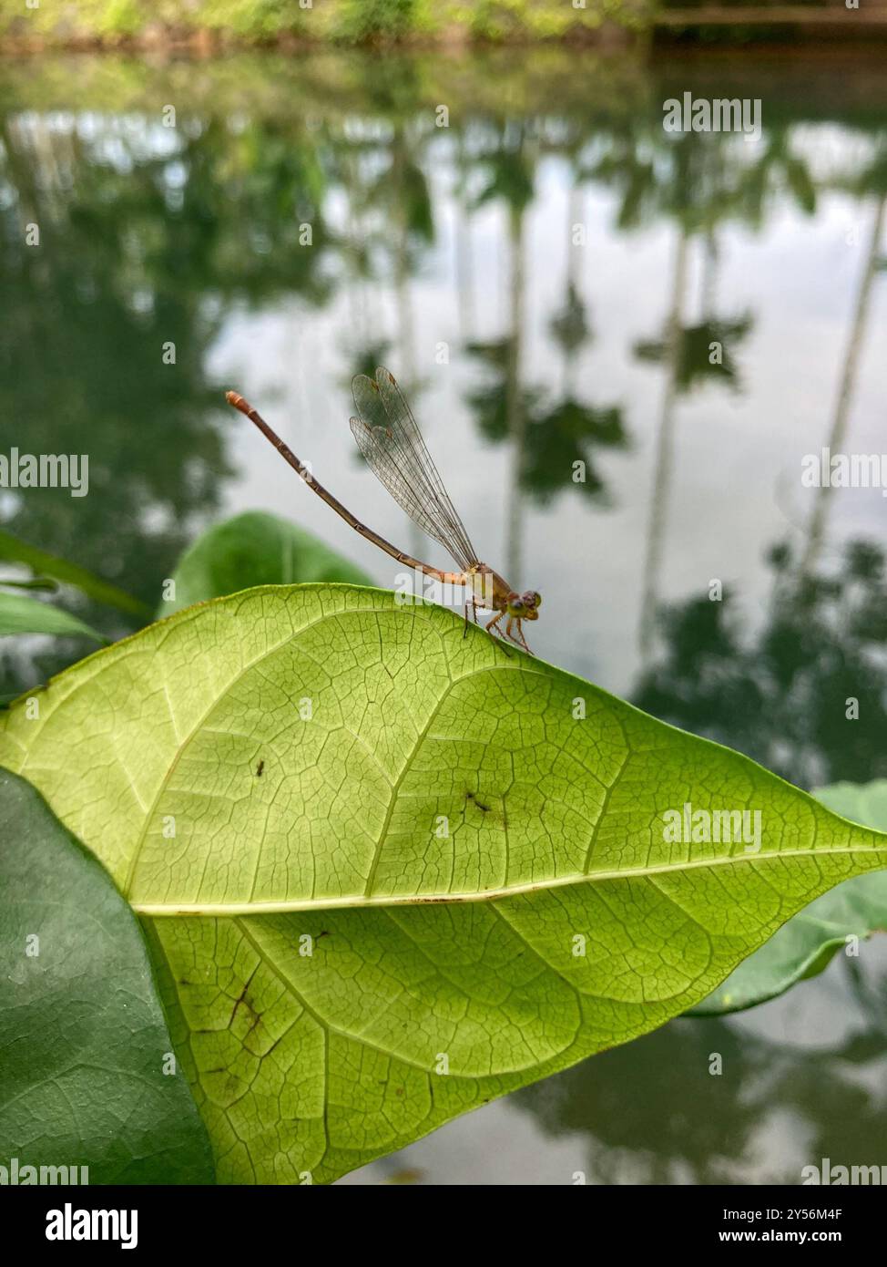 Orange-tailed Marsh Dart (Ceriagrion cerinorubellum) Insecta Stock ...