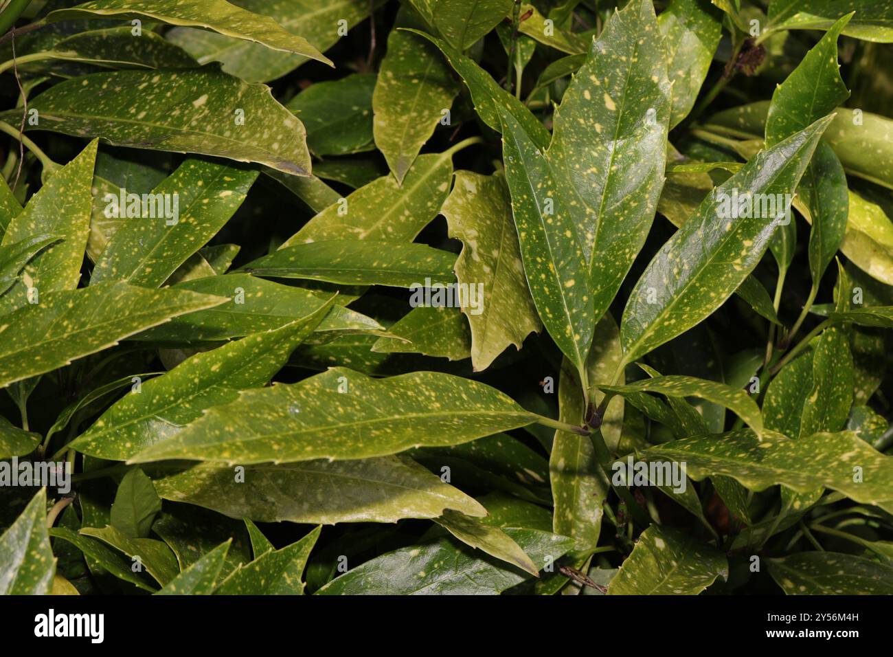 Japanese aucuba (Aucuba japonica) Plantae Stock Photo - Alamy