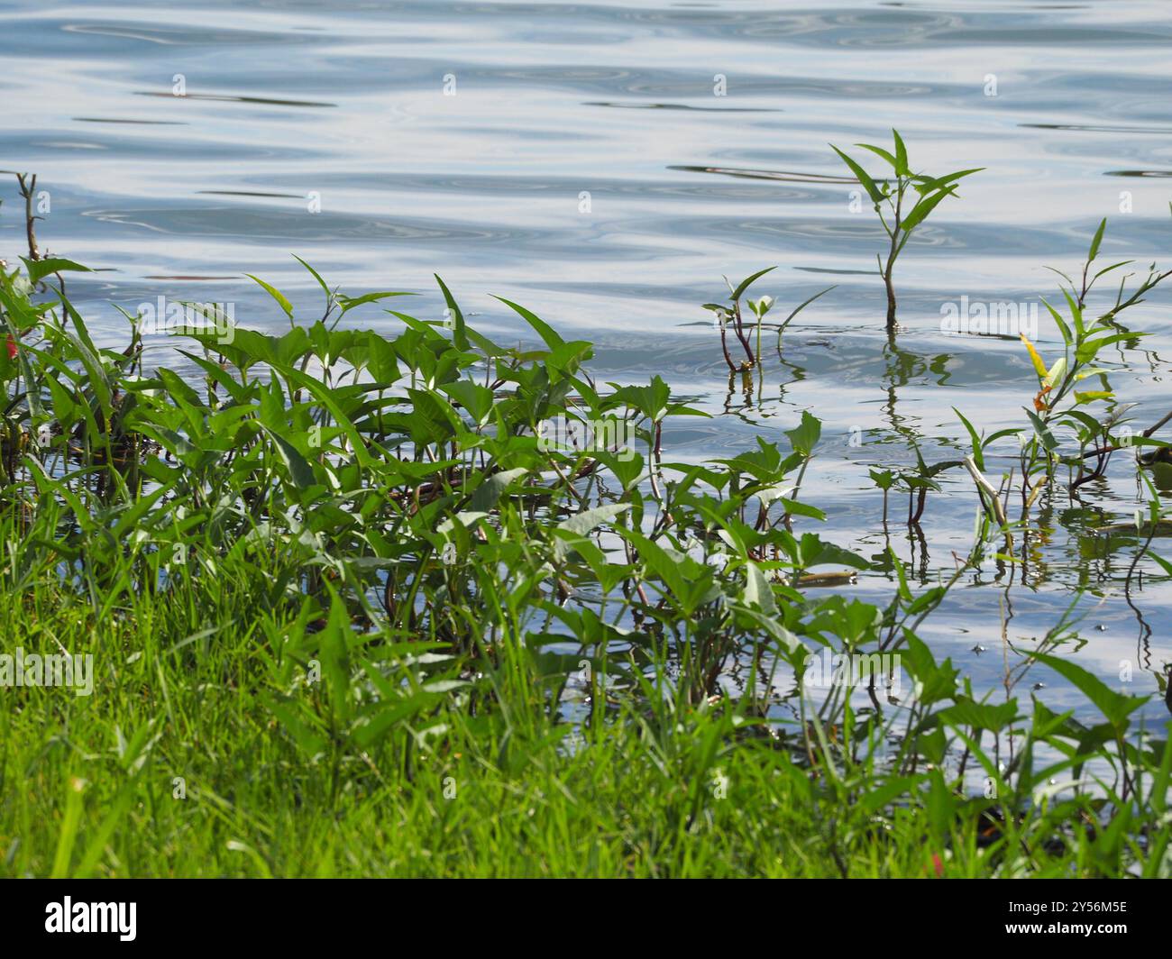 Water Morning Glory (Ipomoea aquatica) Plantae Stock Photo - Alamy