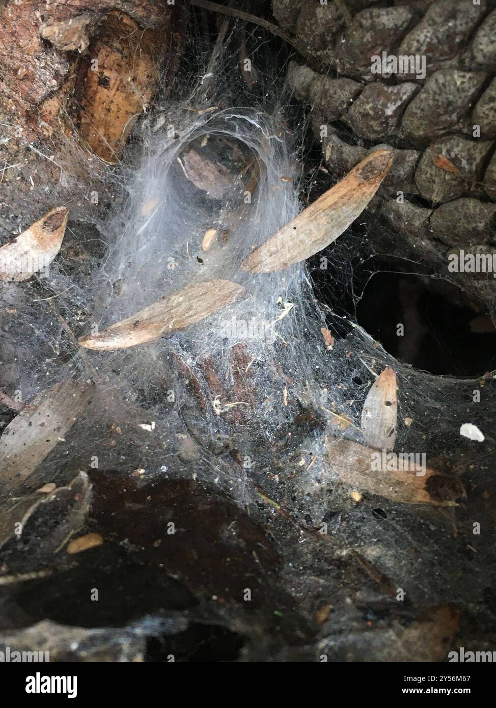 Spiders (Araneae) Arachnida Stock Photo - Alamy