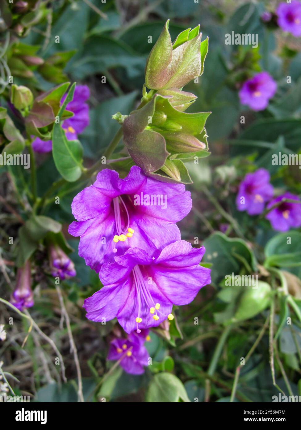 Beautiful magenta wildflowers known as a desert four-o’clock (Mirabilis ...