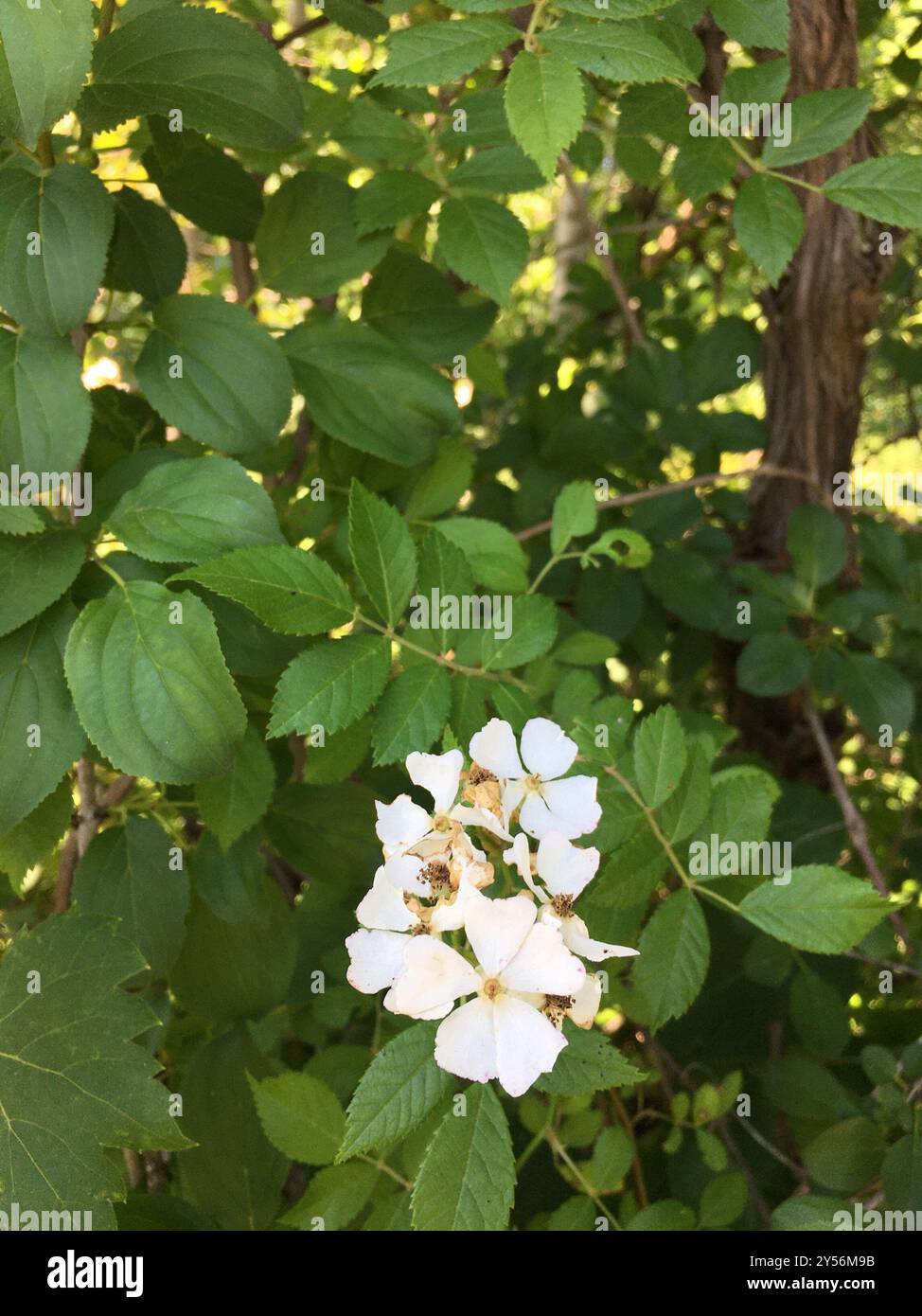 multiflora rose (Rosa multiflora) Plantae Stock Photo - Alamy