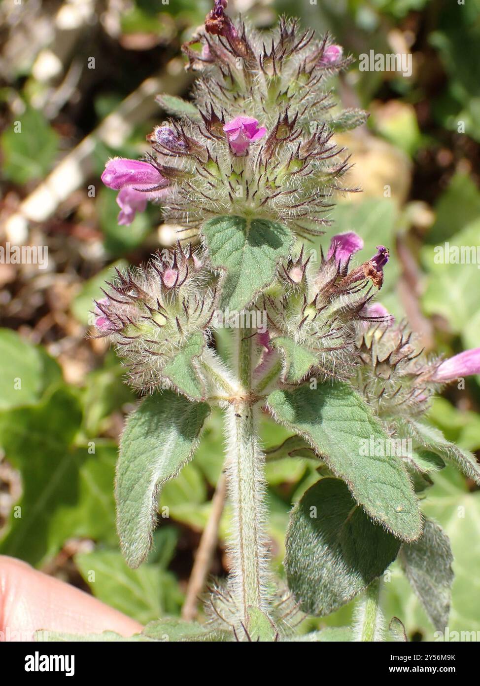Wild Basil (Clinopodium vulgare) Plantae Stock Photo - Alamy