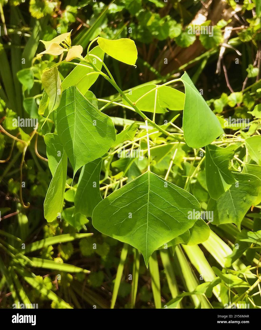Chinese Tallow (Triadica sebifera) Plantae Stock Photo - Alamy