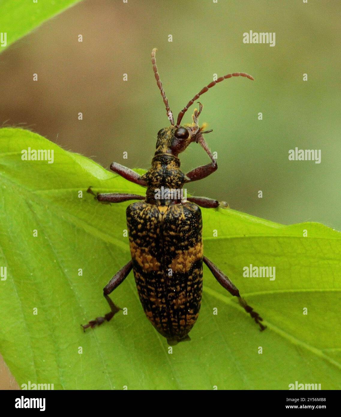 (Rhagium fasciculatum) Insecta Stock Photo - Alamy