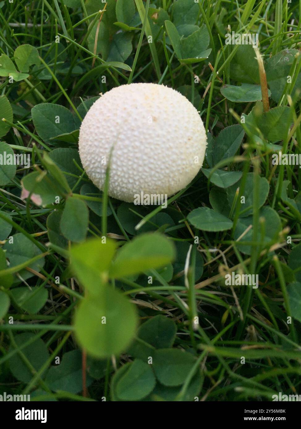 Mosaic puffball (Lycoperdon utriforme) Fungi Stock Photo - Alamy